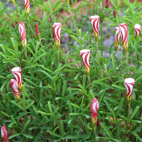 Oxalis versicolor | Oxalis versicolor 'Candy Canes' | Candy Cane ...