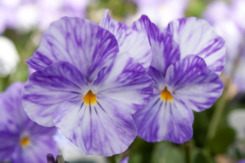 Viola 'Columbine' | Heart's Ease | Perennial Pansy | plant lust
