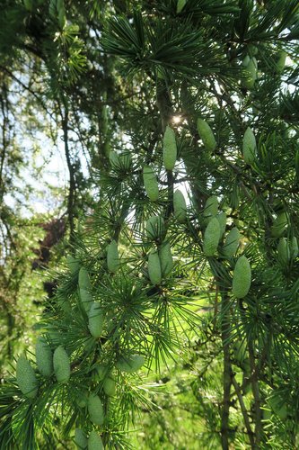 Cedrus deodara 'Shalimar' | Shalimar Hardy Himalyan Cedar | plant lust