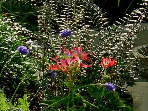 Cheilanthes argentea | Silver Cloak Fern | plant lust