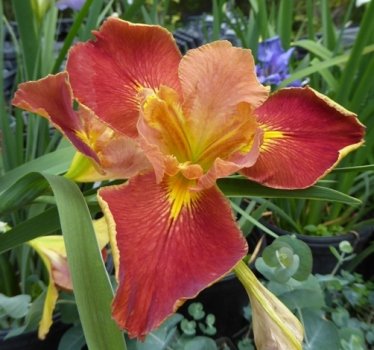 Iris 'Fiesta Gal' | Iris x 'Fiesta Gal' | Fiesta Gal Louisiana Iris ...
