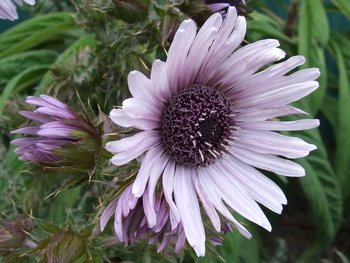 Berkheya purpurea | Berkheya purpurea seedlings | South African Thistle ...