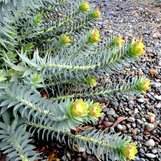 Euphorbia rigida | Gopher Plant | Rigid Spurge | plant lust