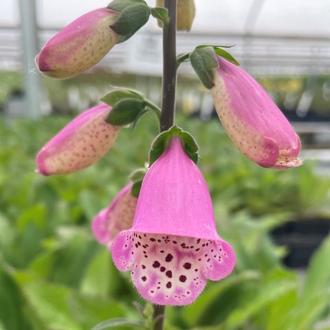 Digitalis 'Pink Panther' | Digitalis 'Pink Panther®' | Pink Panther ...