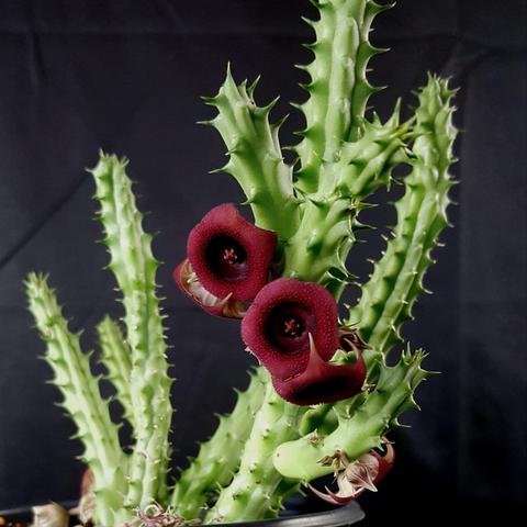 Huernia schneideriana | Huernia schneiderana | Red Dragon Flower ...