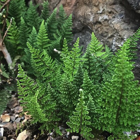 Cheilanthes wootonii [SBH 9555.1] | Beaded Lip Fern | Beaded Lipfern ...