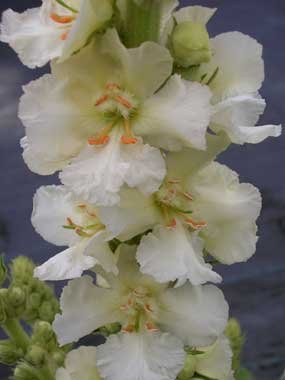 Verbascum 'Spica' | Verbascum hybridum 'Spica' | plant lust