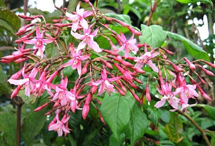 Fuchsia arborescens | Tree Fuchsia | plant lust