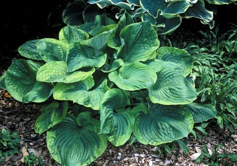 Hosta 'Titanic' | plant lust