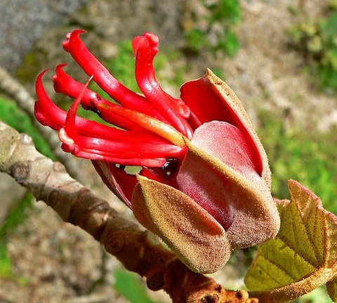 Chiranthodendron pentadactylon | Devil's Hand Tree | Mexican Hand Tree ...
