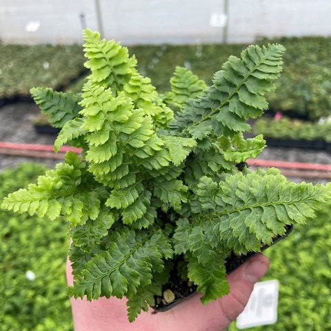 Dryopteris x complexa | Buckler Fern | plant lust