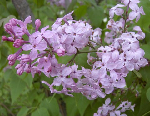 Syringa x hyacinthiflora 'Excel' | Excel Lilac | plant lust