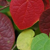 Disanthus cercidifolius | Redbud Hazel | plant lust