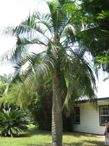 x Butyagrus nabonnandii | Butia sp. x Syagrus romanzoffiana | Butia x ...