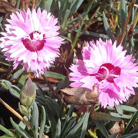 Dianthus Star Double™ Pop Star PP18222 | Dianthus 'Pop Star' | Pop Star ...