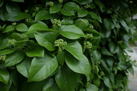 Decumaria barbara | Decumaria 'Barbara' | Decumaria 'Barbara' | Wild ...