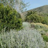 Teucrium fruticans 'Azureum' | Teucrium fruticans 'Azurea' | Azurea ...
