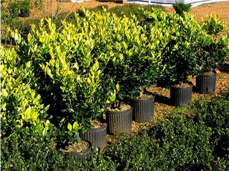 Ligustrum japonicum 'Howardii' | Ligustrum japonicum 'Howard ...