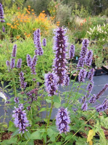 Agastache 'Black Adder' | Black Adder Anise Hyssop | Black Adder ...