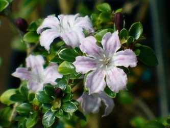 Serissa japonica [pink] | Serissa foetida 'Pink' | Pink Serissa | plant ...