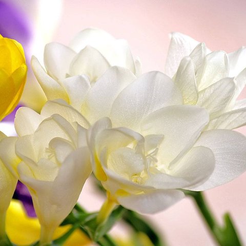 Freesia [Double White Select] | Freesia 'Double White Select' | plant lust