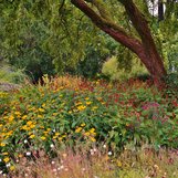 Persicaria amplexicaulis 'Firetail' | Bistorta amplexicaulis 'Firetail ...