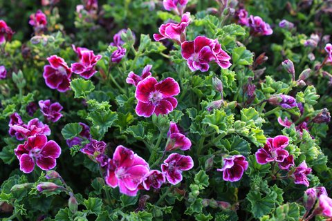Pelargonium 'Jer'Rey' | Pelargonium 'Jerry' | plant lust