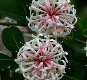 Dais from multiple nurseries on Plant Lust