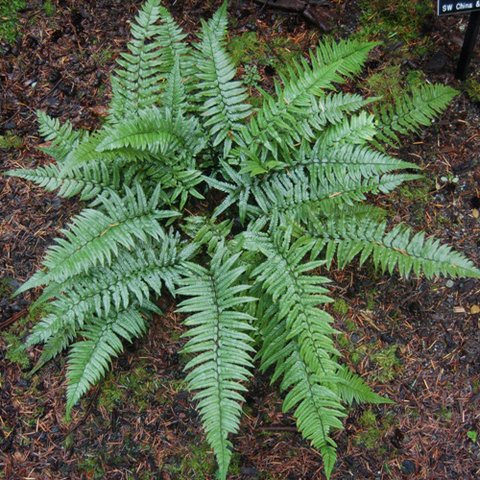 Polystichum xiphophyllum | Sword Leaved Holly Fern | plant lust