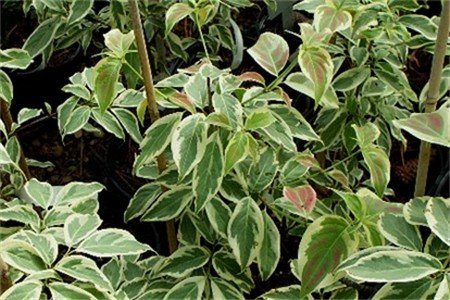 Cornus kousa Samaritan® | Cornus kousa 'Samaritan®' | Cornus kousa ...