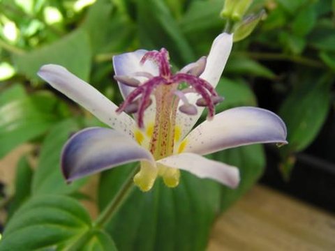 Tricyrtis 'Tojen' | Tricyrtis hirta 'Tojen' | Tojen Hairy Toad Lily ...