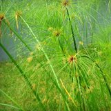 Cyperus papyrus | Cyperus 'Giant Egyptian' | Cyperus papyrus 'Giganteus ...