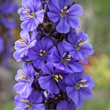 Aristea capitata | Aristea capitata syn major | Aristea major | plant lust