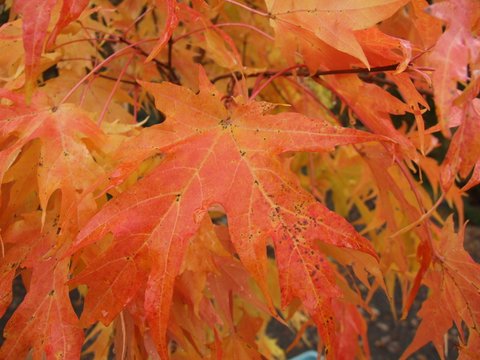 Acer saccharum 'Sweet Shadow' | Acer saccharum 'Laciniatum' | Cut-leaf ...