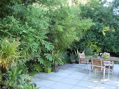 Sasa palmata | Sasa palmata 'nebulosa' | BAMBOO | Broadleaf Bamboo ...