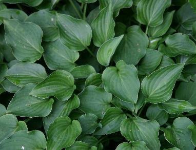 Hosta 'Little Princess' | plant lust