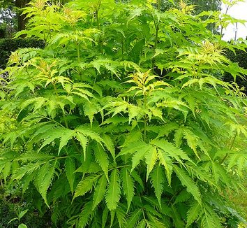 Sambucus from multiple nurseries on Plant Lust