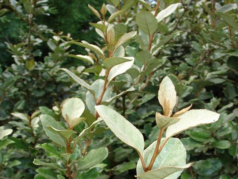 Elaeagnus pungens | Pungent Elaeagnus | Silverberry | Silverthorn ...