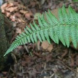 Dryopteris x complexa 'Stablerae' | Dryopteris affinis 'Stableri ...