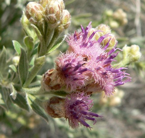 Pluchea sericea | Berthelotia sericea | Polypappus sericeus | Tessaria ...