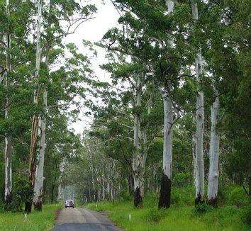 Eucalyptus pulverulenta 'Baby Blue' | Eucalyptus 'Baby' | Florist ...