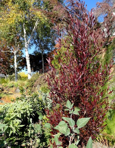 Dodonaea viscosa 'Purpurea' | Hop Bush | plant lust