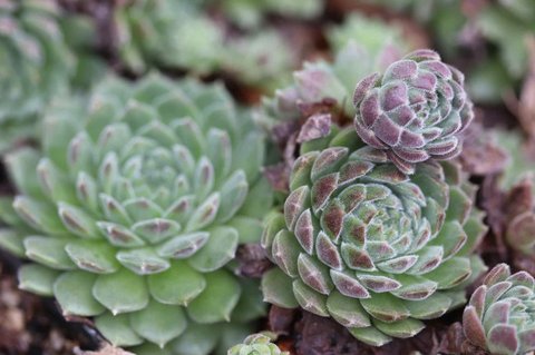Sempervivum 'Red Rum' | Houseleek | plant lust