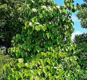 Exbucklandia from multiple nurseries on Plant Lust
