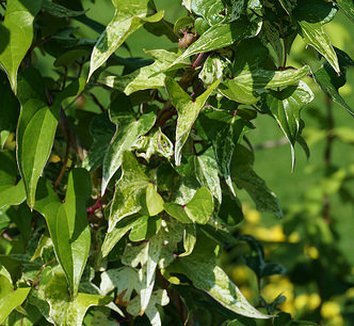 Dioscorea from multiple nurseries on Plant Lust