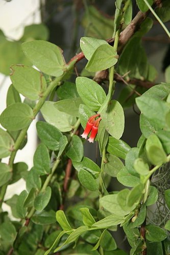 Macleania insignis | | plant lust