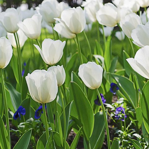 Tulipa 'Hakuun' | Tulipa 'White Cloud' | White Cloud Tulip | plant lust