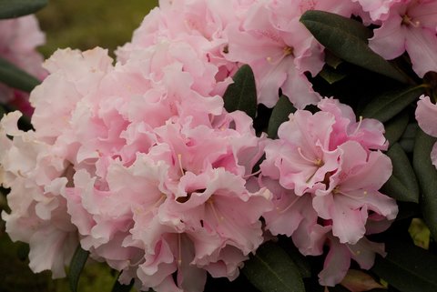 Rhododendron 'Anna' x degronianum ssp. yakushimanum | Rhododendron ...