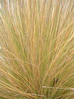Chionochloa rubra | Red Tussock Grass | plant lust