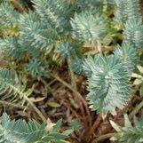 Euphorbia rigida | Gopher Plant | Rigid Spurge | plant lust